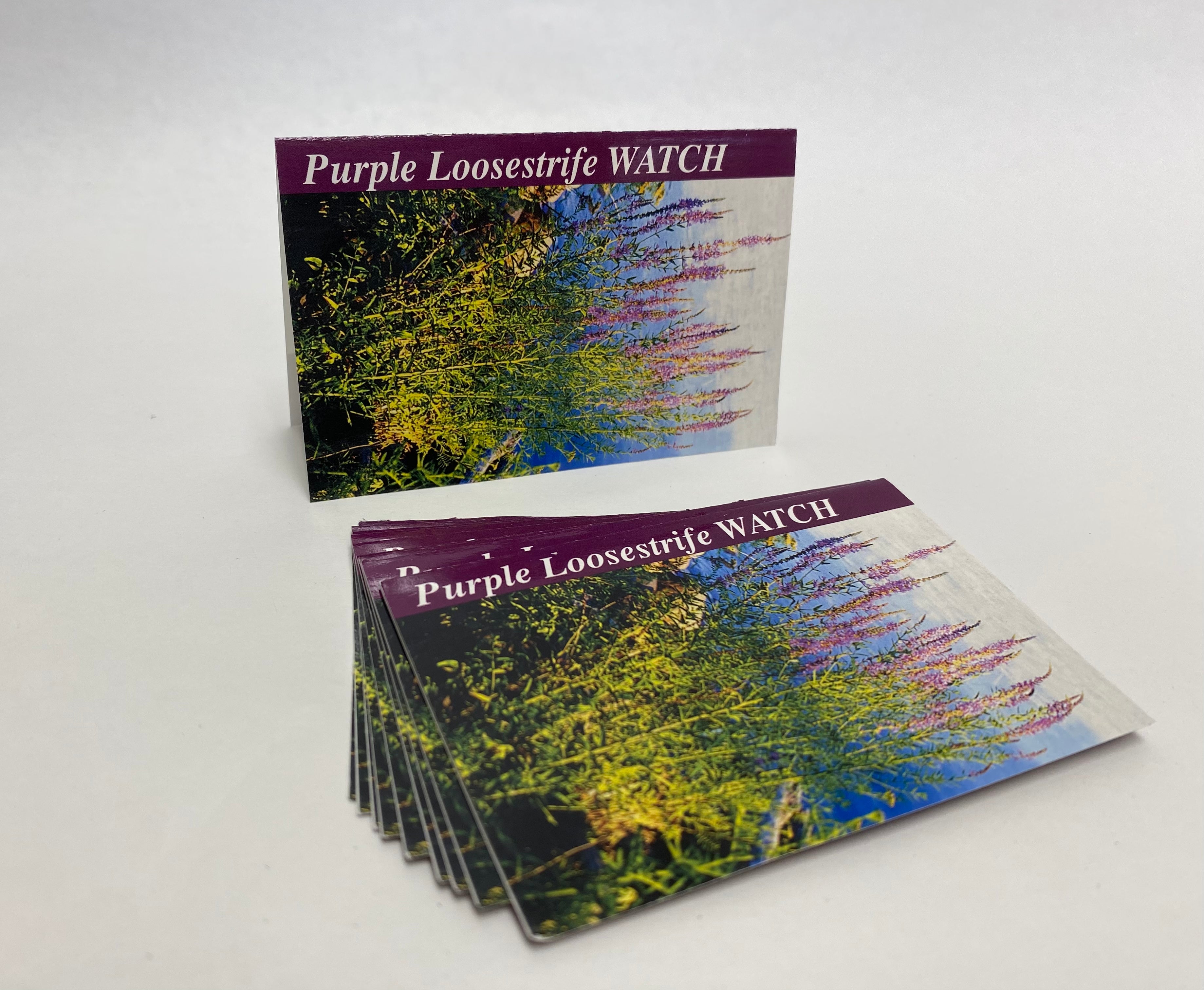 PL-IDCard-15 - Purple Loosestrife — Identification Card – University of ...